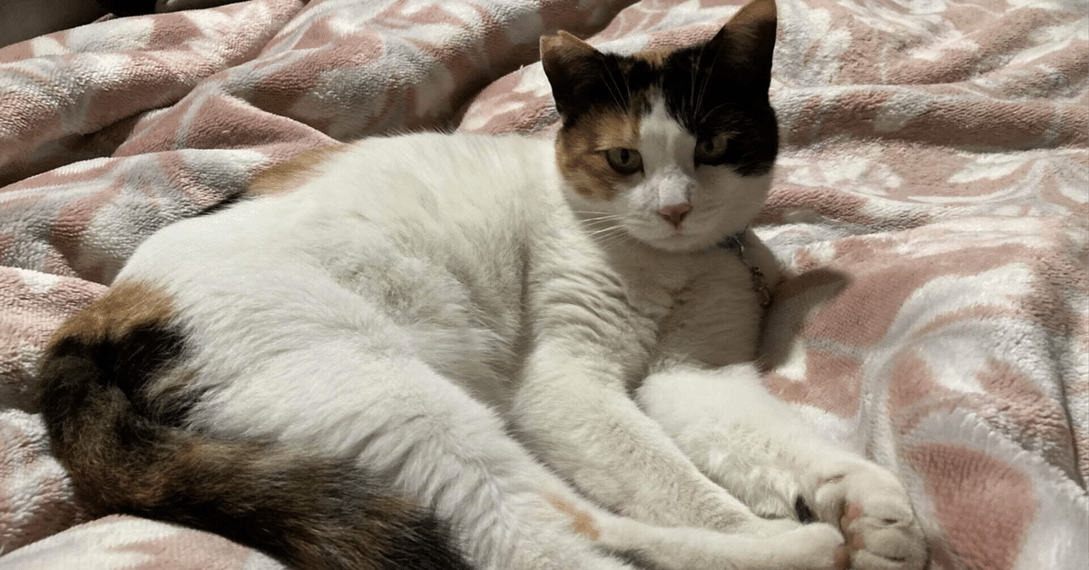 WIN5作戦｜くろたん