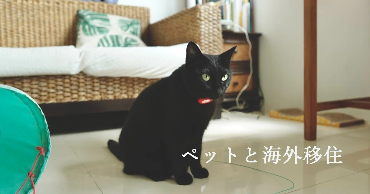 狂犬病抗体検査の血清を日本に持ち帰った話｜愛猫を連れてのタイ移住｜Grace Okamoto