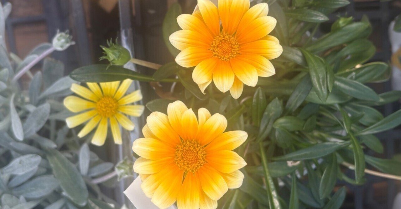 JBCの結果速報 ～全4戦、素晴らしいレースでした～｜dorayaki