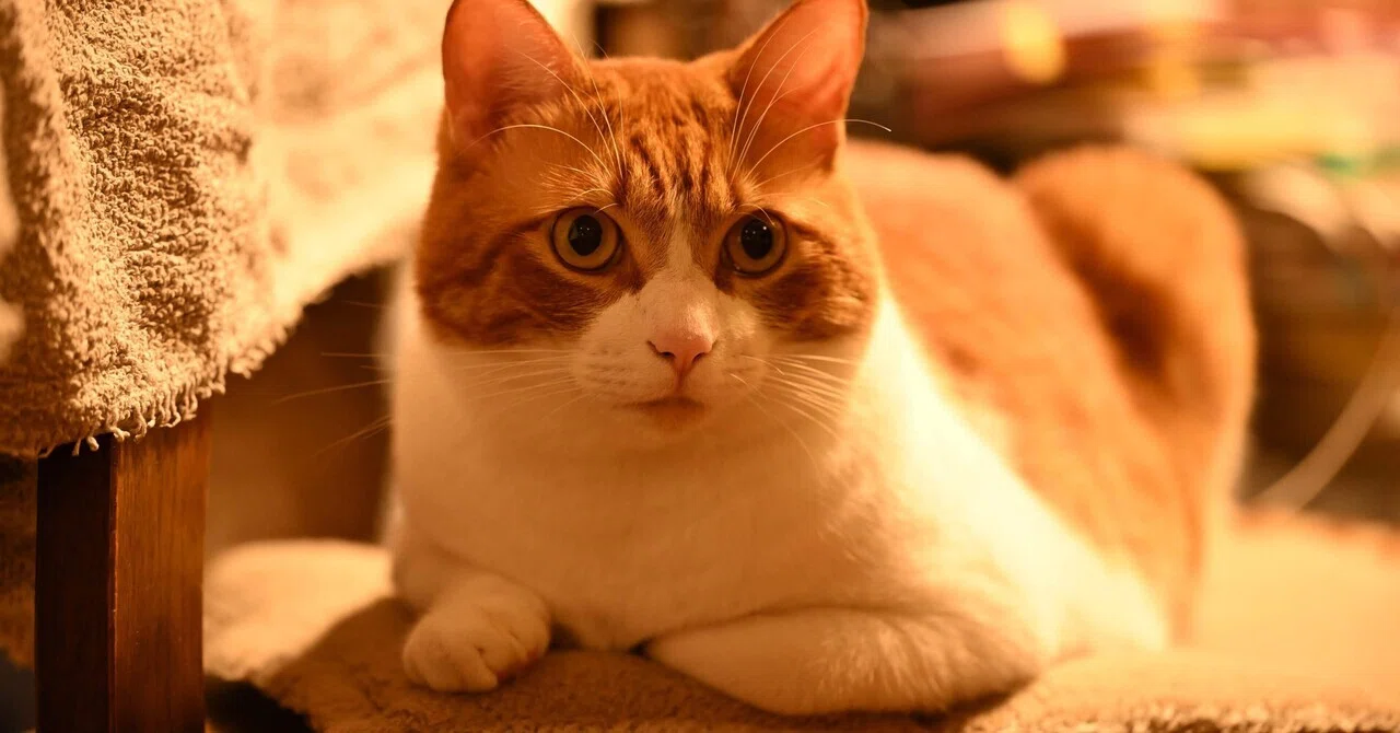 最近のねこ｜mutaro