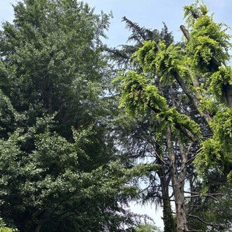 🌎週末ファミリートーク🌍 グレタ・トゥンベリを創った「教育」と「自律的学習」のストーリー― 日本の家庭に応用できる“世界への向き合い方 ...