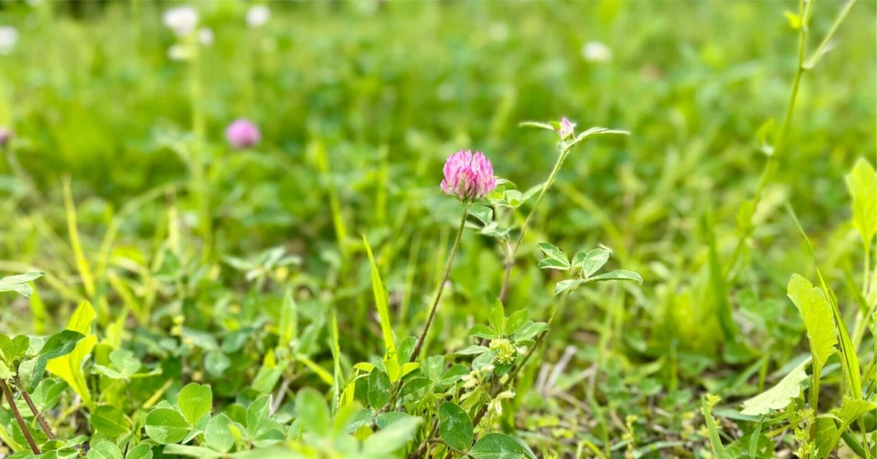 Can I bloom where I am planted? | HSS-type HSP｜みず＠自由人