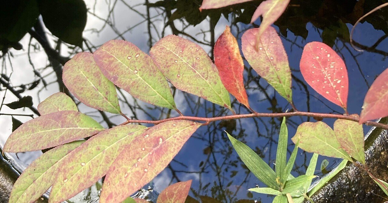 幸せを呼ぶ庭｜moe mizu