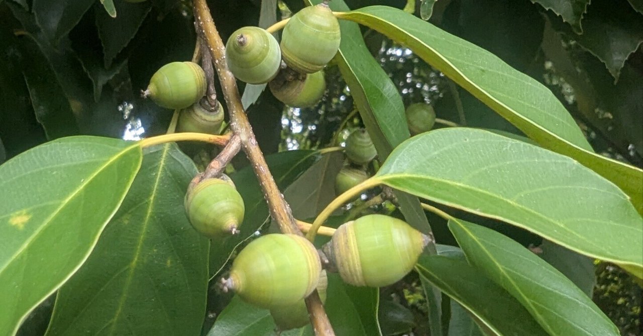 ヒーリングの気づき シリーズ2 疲れた時には立ち止まる勇気を #24｜樹 itsuki