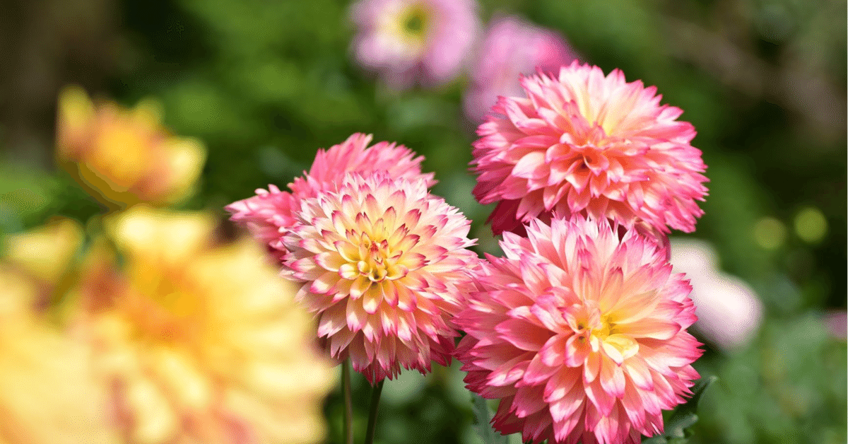 嬉しくてLINEしちゃいたい｜Hanon