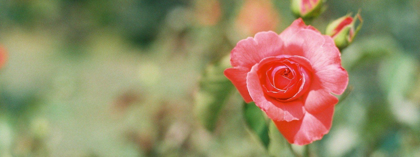 FlowerFlower｜Oli SAORI｜note