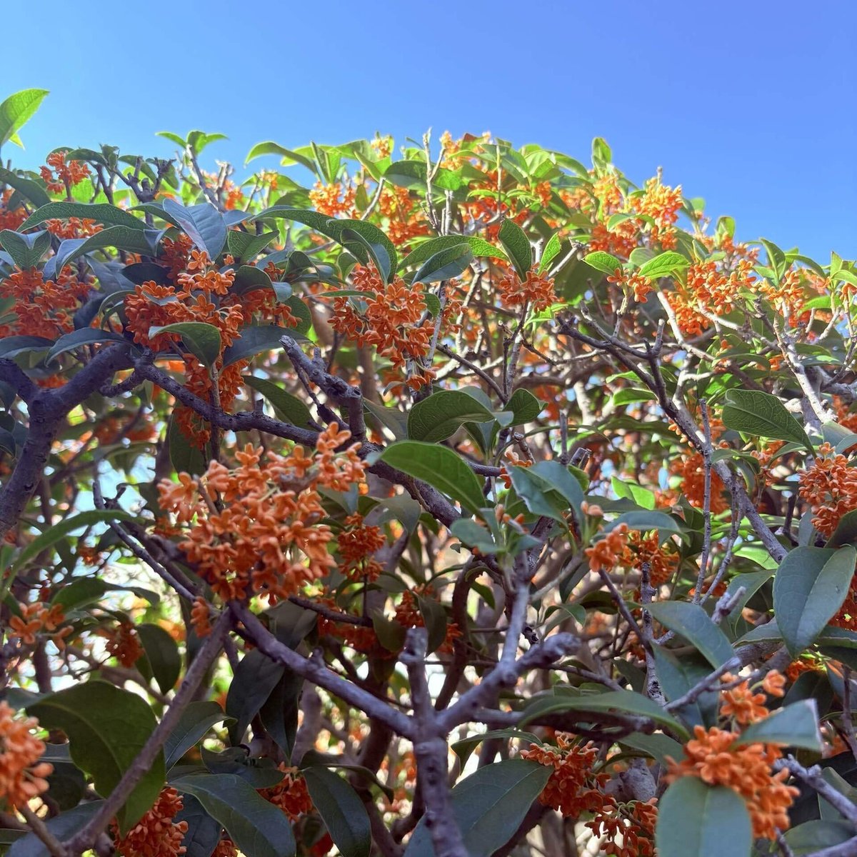 日々の機微1141日目。20251109.｜ミテイナリコ(MITEI NARICO)