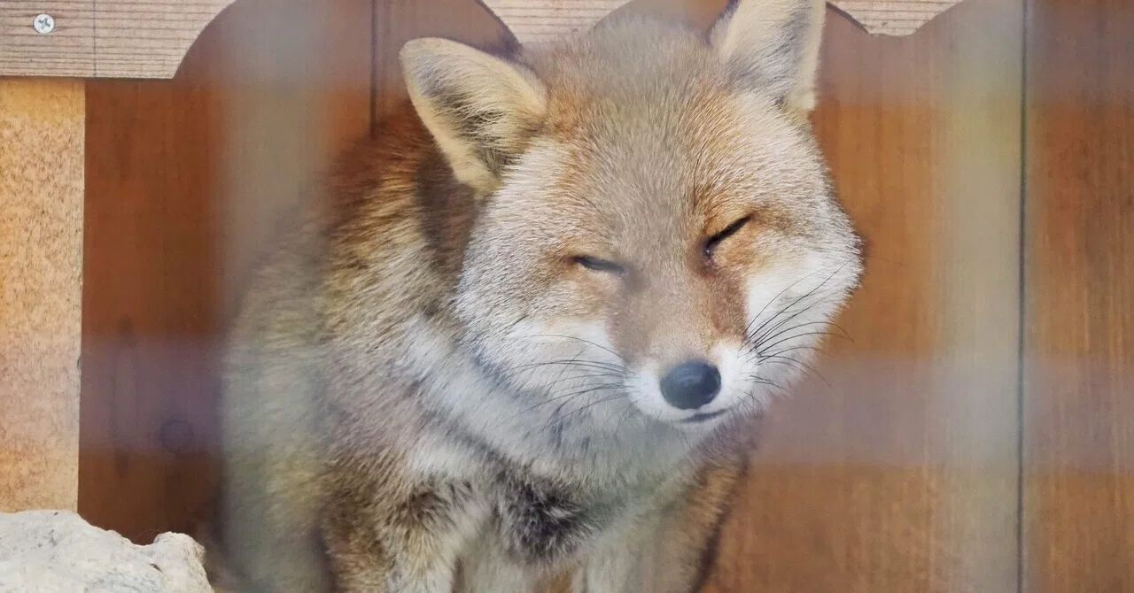 カニクリームコロッケと動物園｜yuzuo