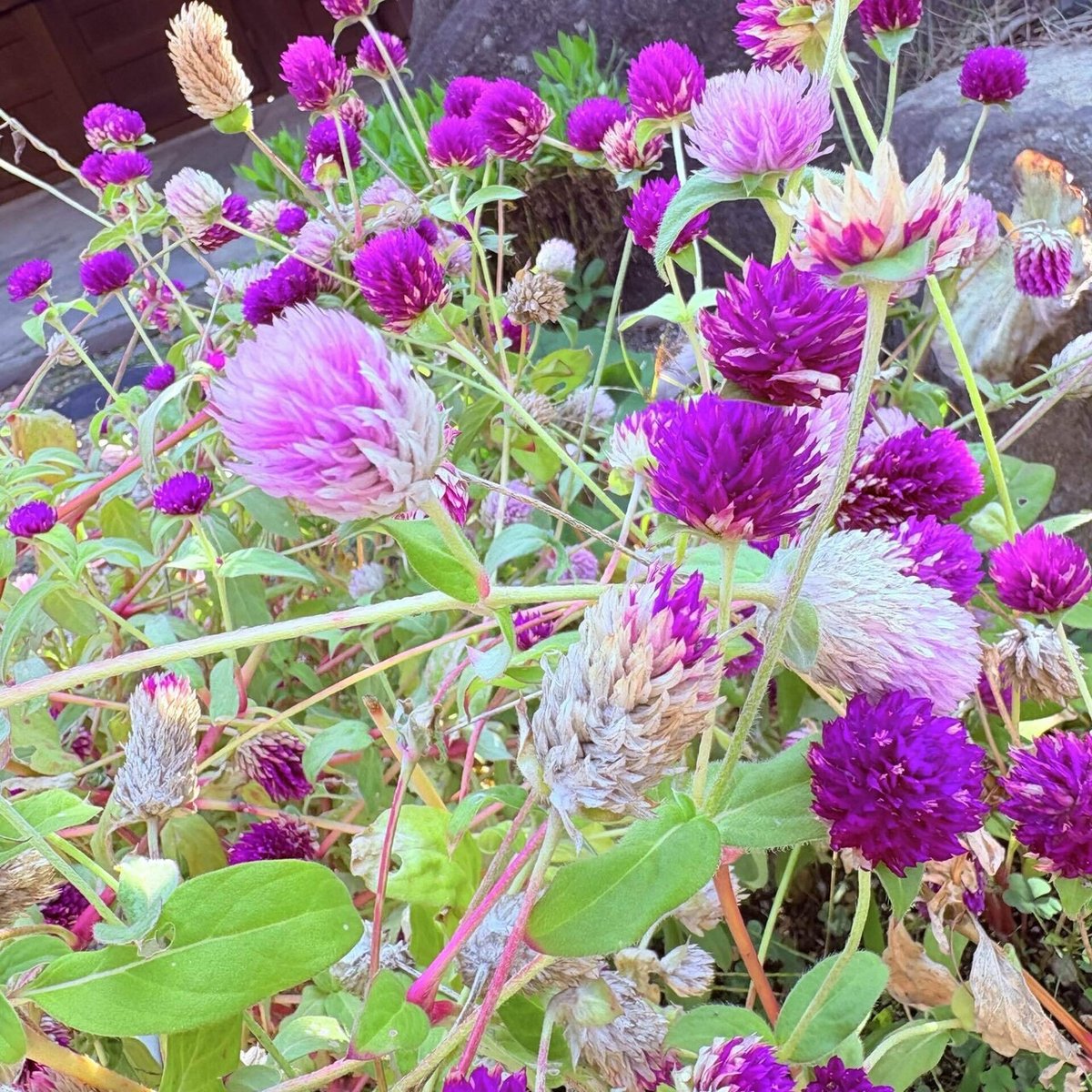 日々の機微1141日目。20251109.｜ミテイナリコ(MITEI NARICO)