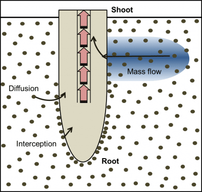 栄養最小律という名の桶の誤解｜どひさん