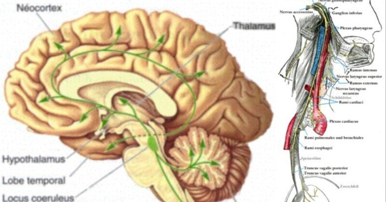 テイラー博士(神経解剖学者) 「My Stroke of Insight」（奇跡の脳）｜山下安音
