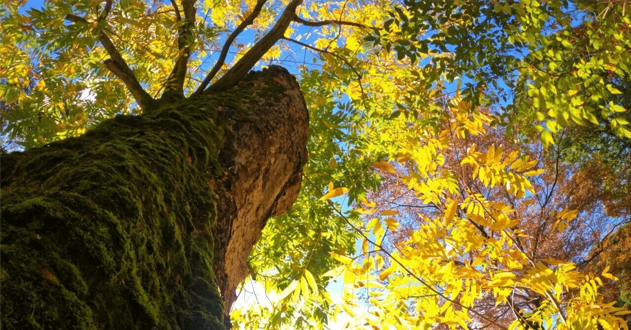 11/3~11/9 1週間の振り返り｜八番@毎日投稿