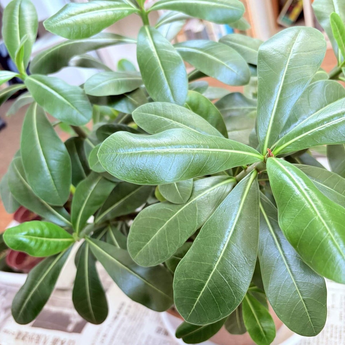 日々の機微1142日目。20251110.｜ミテイナリコ(MITEI NARICO)