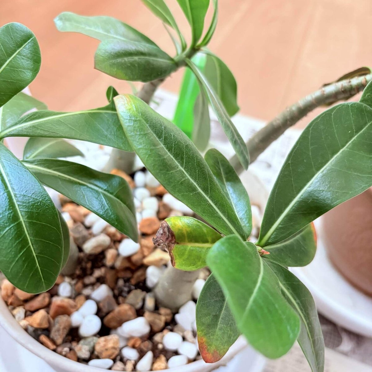 日々の機微1142日目。20251110.｜ミテイナリコ(MITEI NARICO)