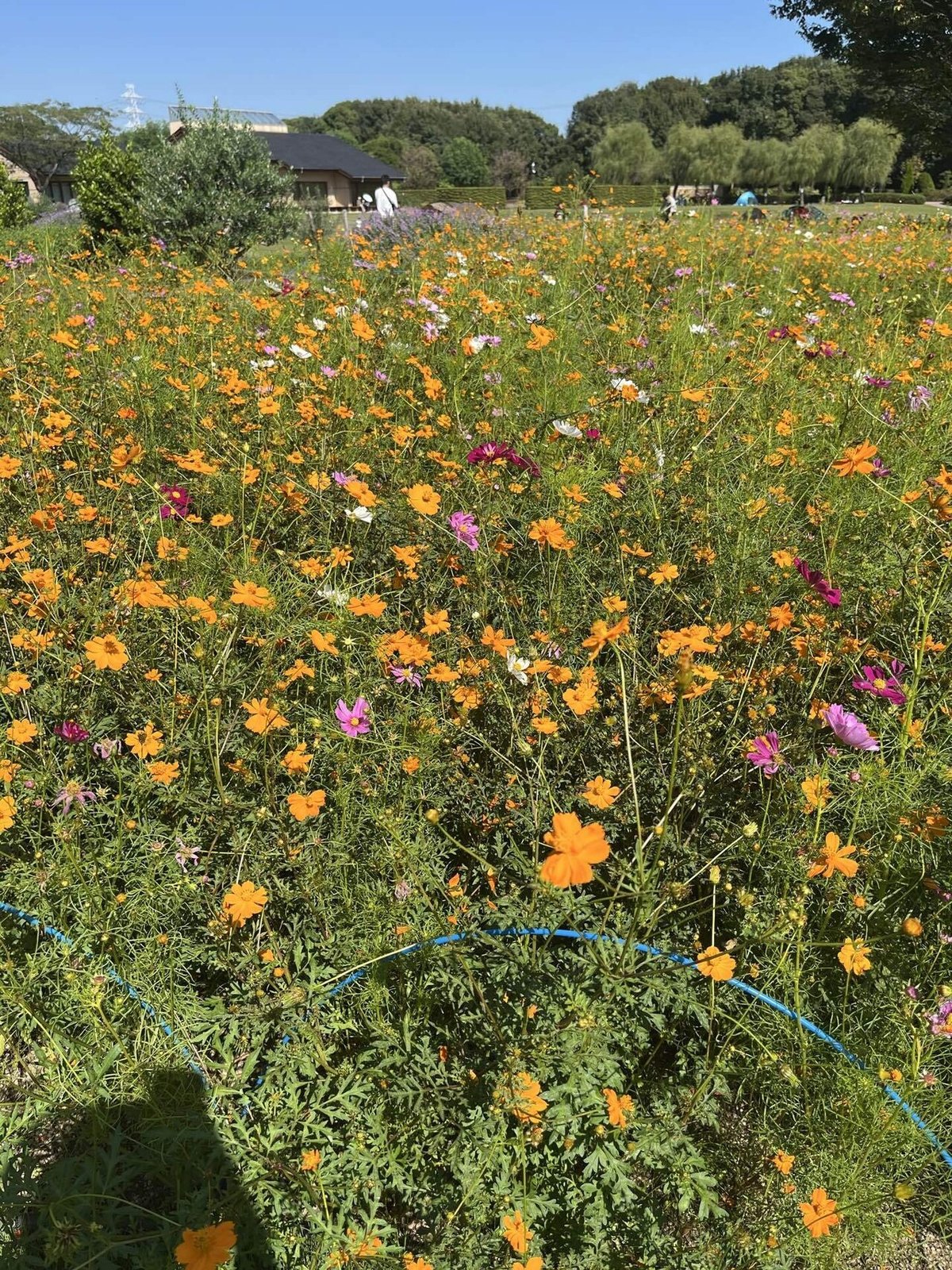 質問箱に届いた、贈り物⑨｜こまち