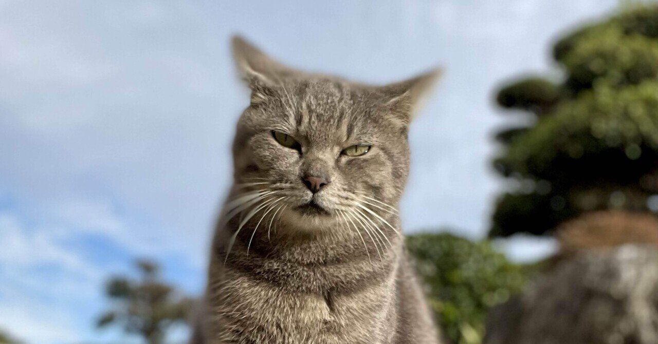 2ヶ月ぶりにノラちゃんに会えた日の空は美しかった｜アーモンドの花