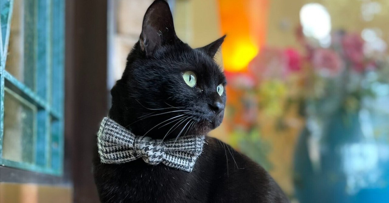 🖤 尾道のあの黒猫へ｜Mia虎了吧唧