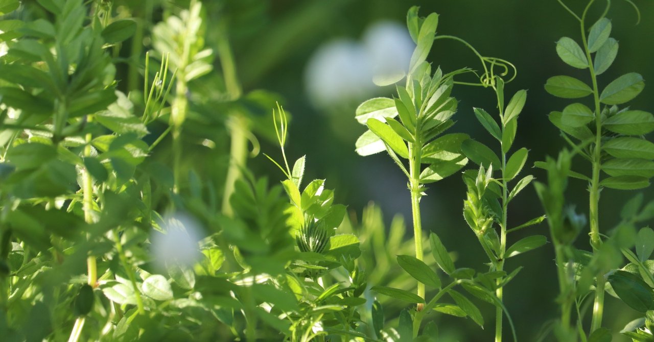 どこまでの手間を選ぼうか｜Sosyu Kikuchi｜note