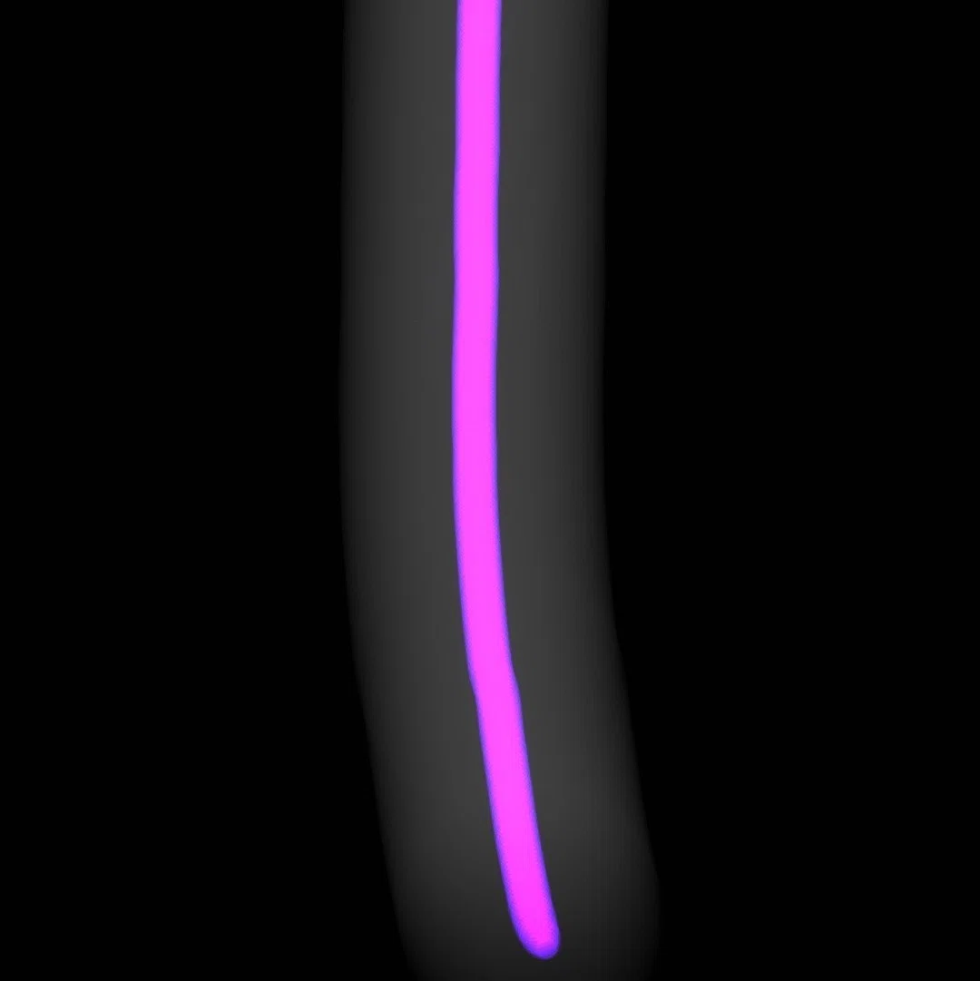 anchovy-note