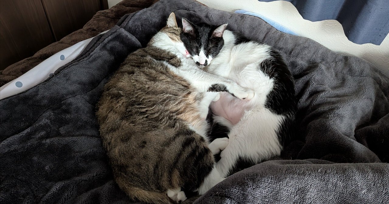 心が揺れるとき｜虹心（にこ）