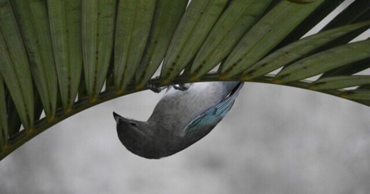 C#：配列を逆順にするArray.Reverse。元の配列が“書き換わる”「インプレース」操作とは？｜morinokabu