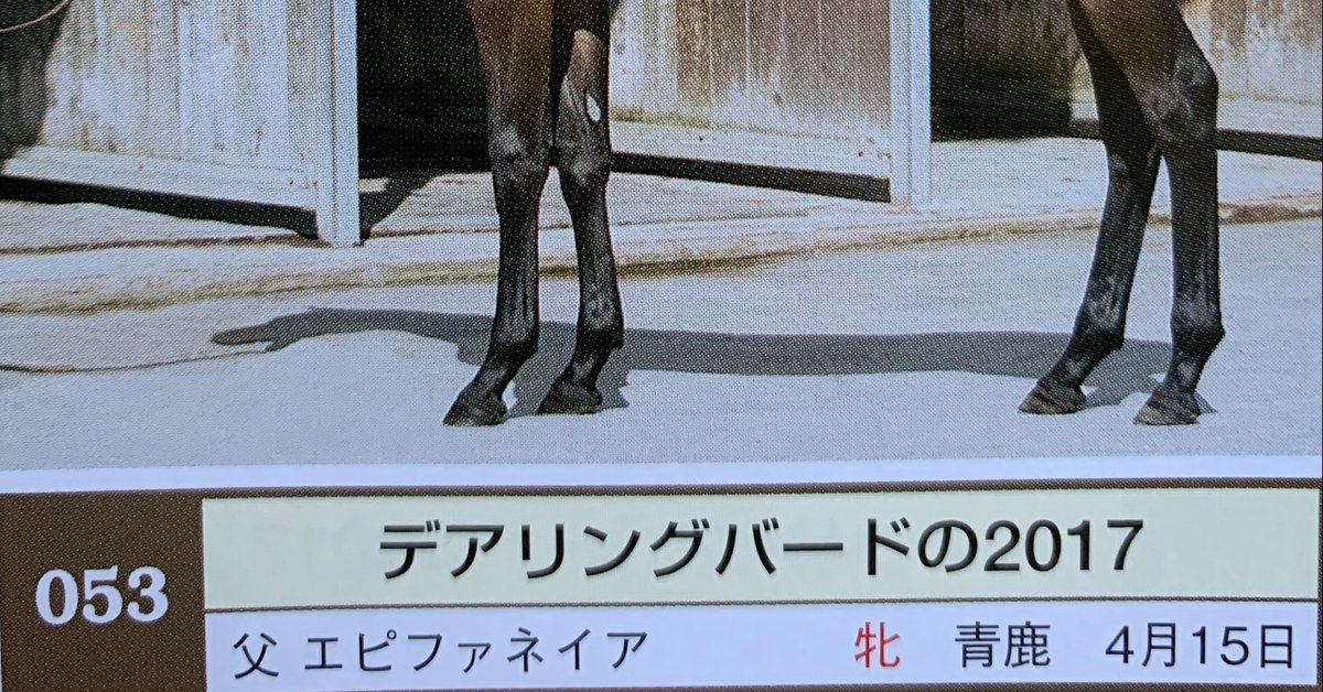 桜花賞馬デアリングタクトの1歳時の馬体から読み取れるモノ｜一口馬主マスターB