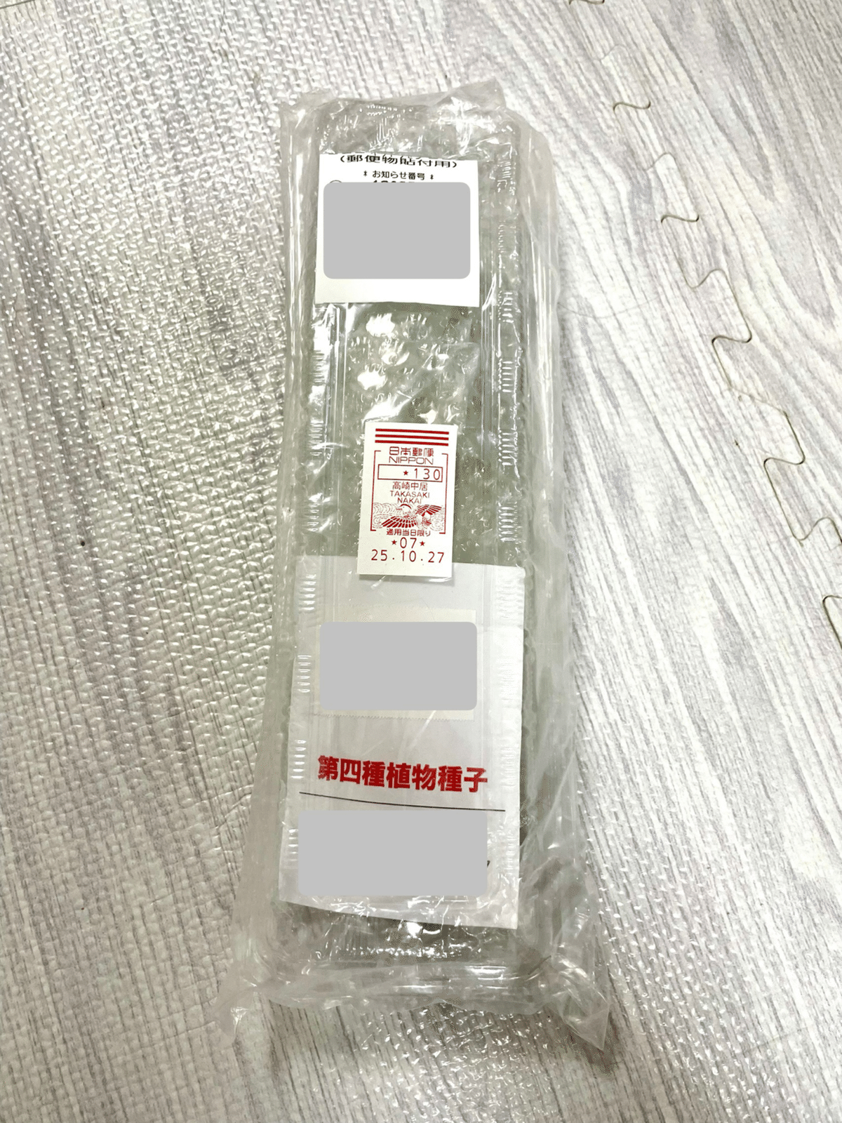 植物シリーズ①｜フィカスベンガレンシスさんとの出会い｜マルー