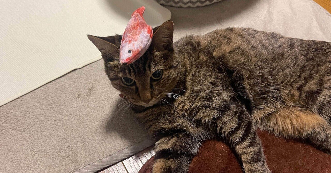 782日目 〜1人暮らし開始〜｜kson-まさや