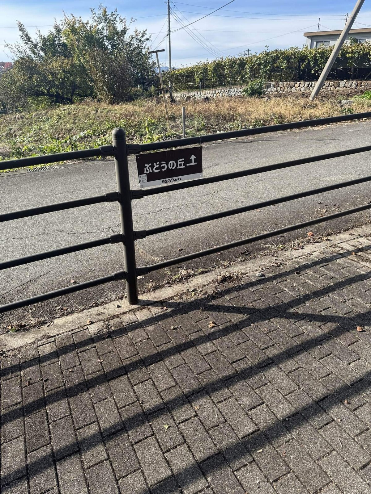 ぶどうの丘2025秋｜y hidetoshi