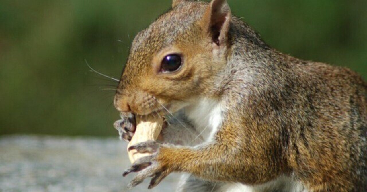 C#のQueue とは？「レジの順番待ち」＝ FIFO（先入れ先出し）の基本と、“空っぽ”の罠｜morinokabu