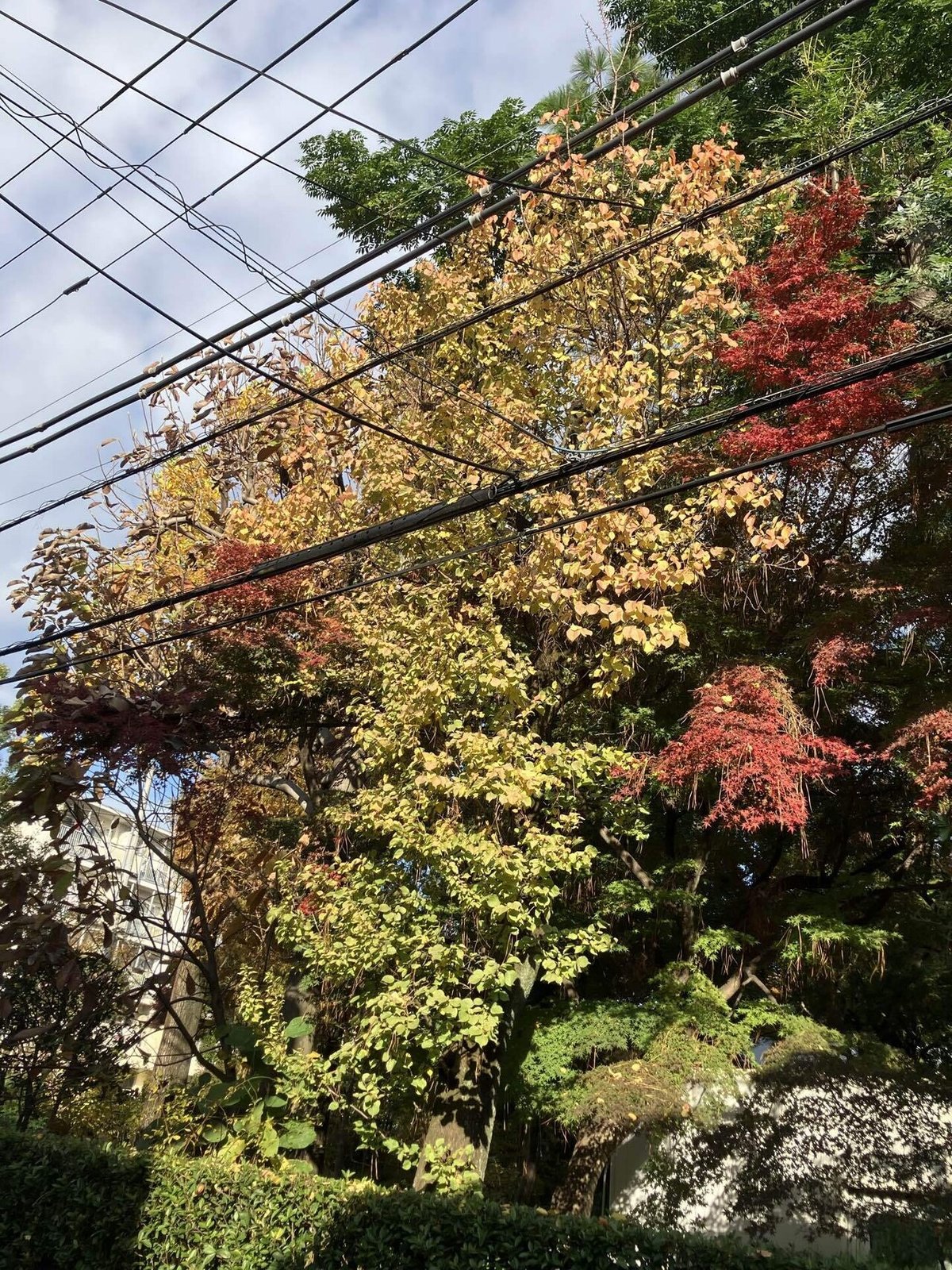 牧野記念庭園の紅葉🍁 Autumn leaves at Makino Memorial Garden｜Chubby in Nerima