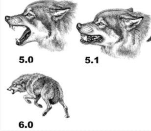 4Fsって知ってますか？｜Y&I Dog Academy