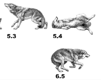 4Fsって知ってますか？｜Y&I Dog Academy