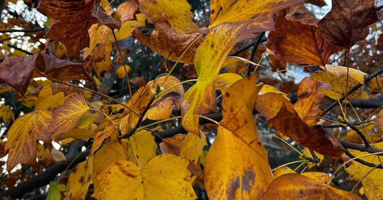 🍂秋の音、カサカサカサ🍂｜AYACE