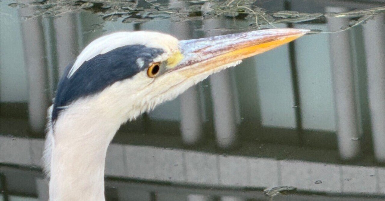 2025年-秋来たの？→急に冬ポイ11月だNovember・・・鳥模様： サギ？｜happea-nyanko