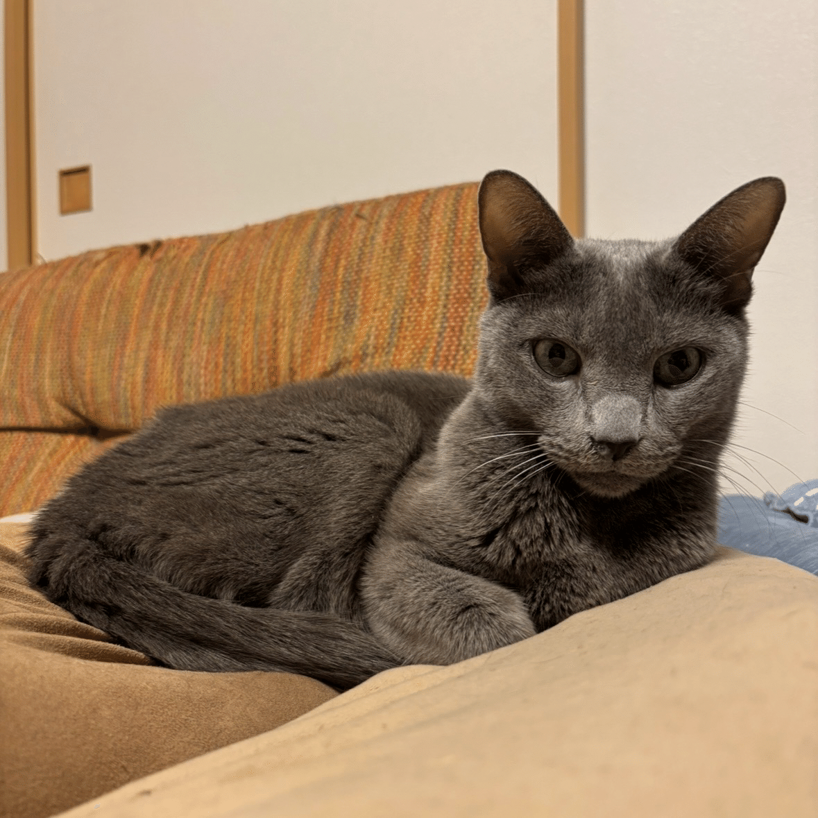 【めもり日記】2025/11/15(土)。｜会社員かずや