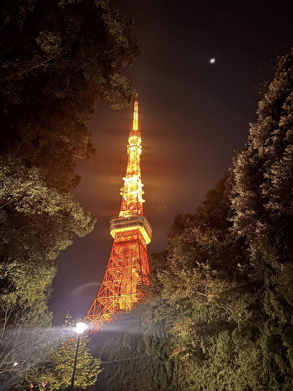 ほちの森 -先週と今週を揺らいだ木-｜対話って難しいねnote〜カズプロ編〜