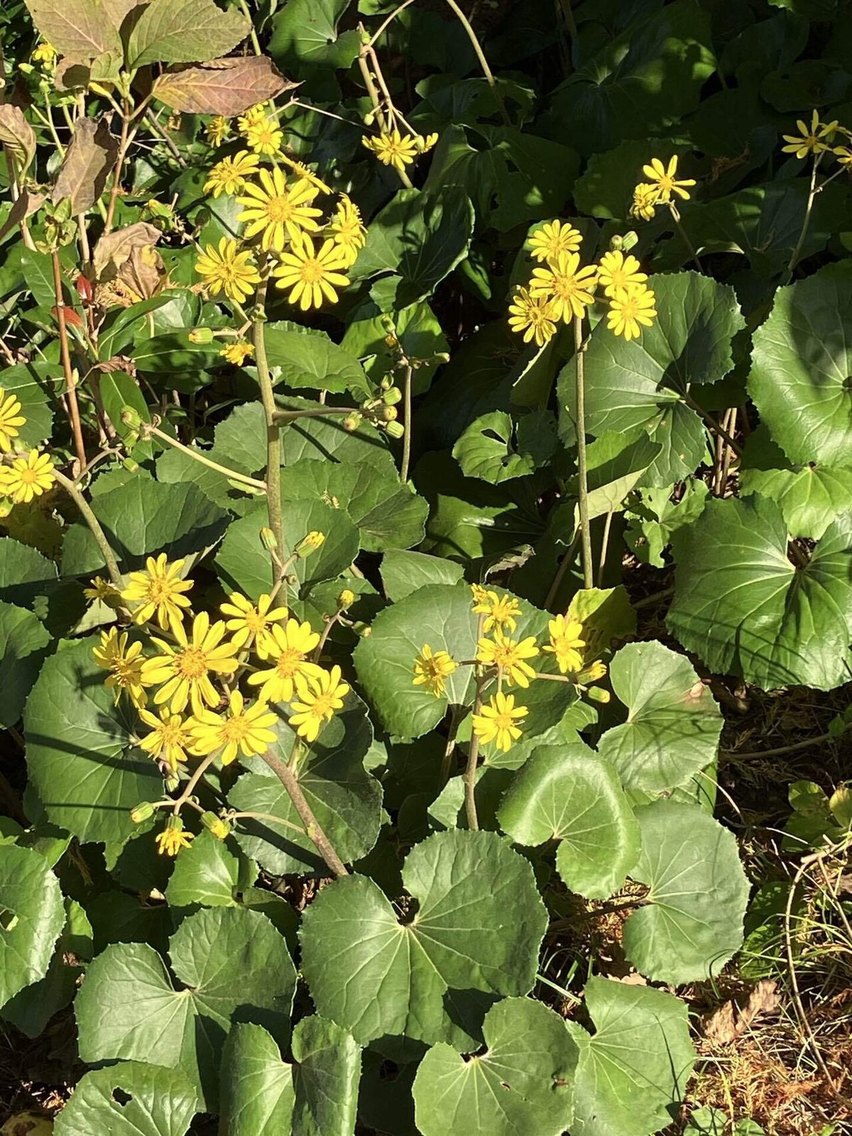 忘年会｜遠藤悟子