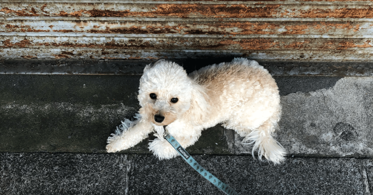 4Fsって知ってますか？｜Y&I Dog Academy