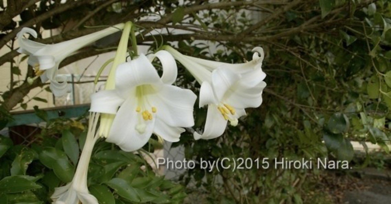 アマゾンの強みはバカでかい倉庫と在庫量 楽天にはまねできない。｜hiroki-nara