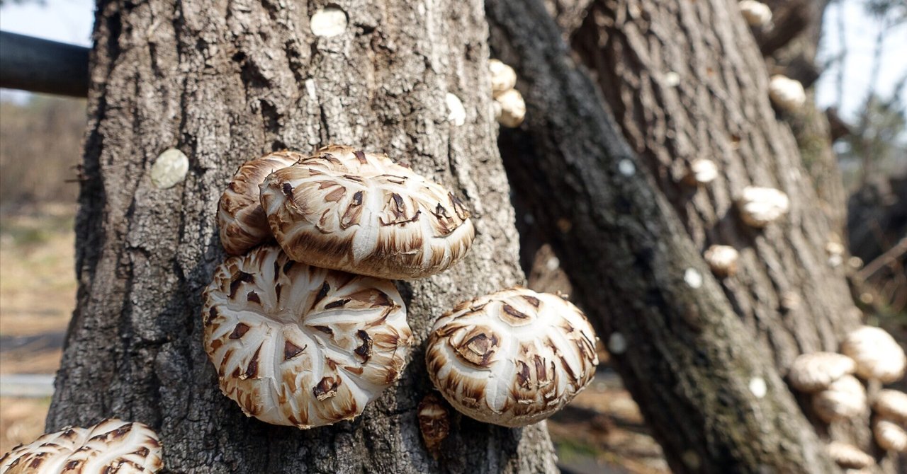 NHK「あさイチ」きのこ特集「キノコすごいぜ！」で原木ほししいたけが登場！｜ほししいたけファンクラブ