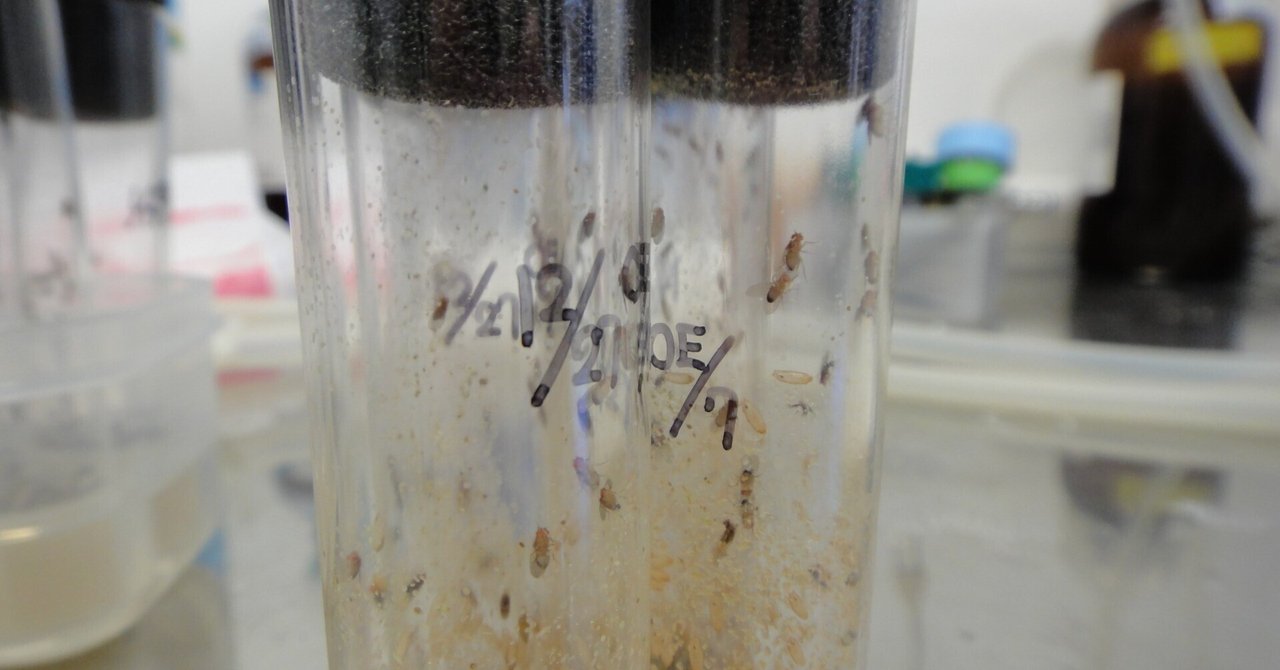 ヒトの性の表現型の実態と、「トランスジェンダー」について｜yubinor