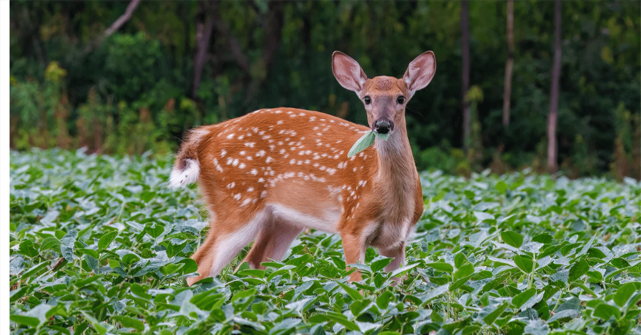 する「べき」。｜fumie