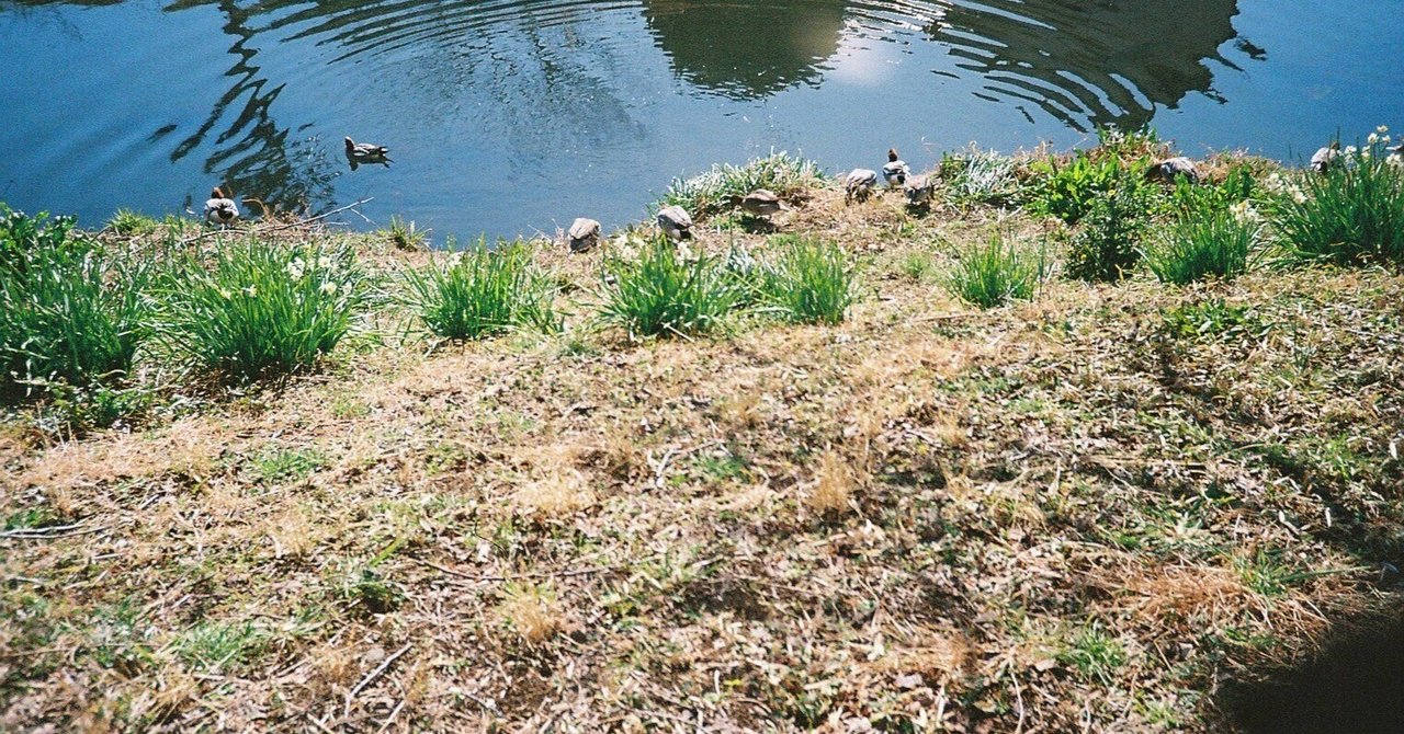 日本とイギリスのオオバン｜Yuka Kato