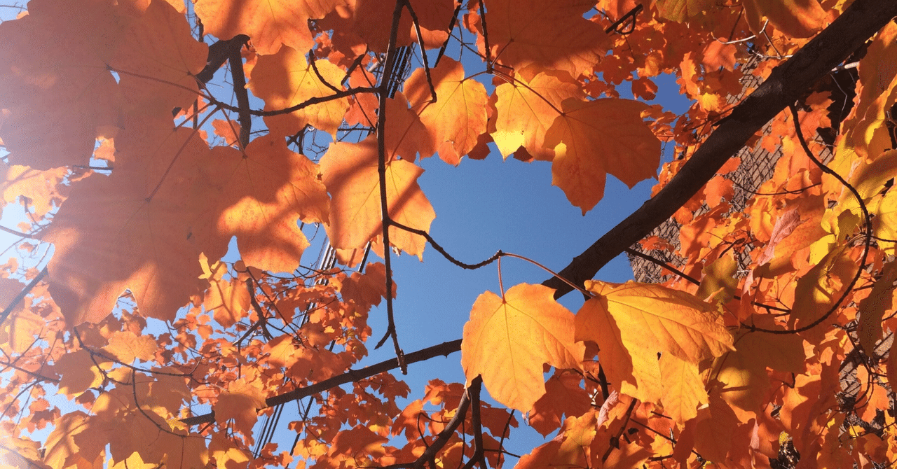 2025/11/23 今日のロク漫+｜moka