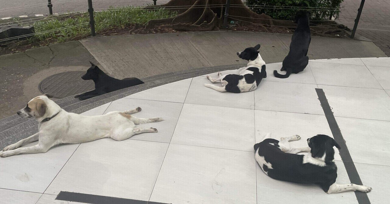 ワーキングホリデーに行こうと思っていたけどKredo IT留学に決めた理由！｜r.shige