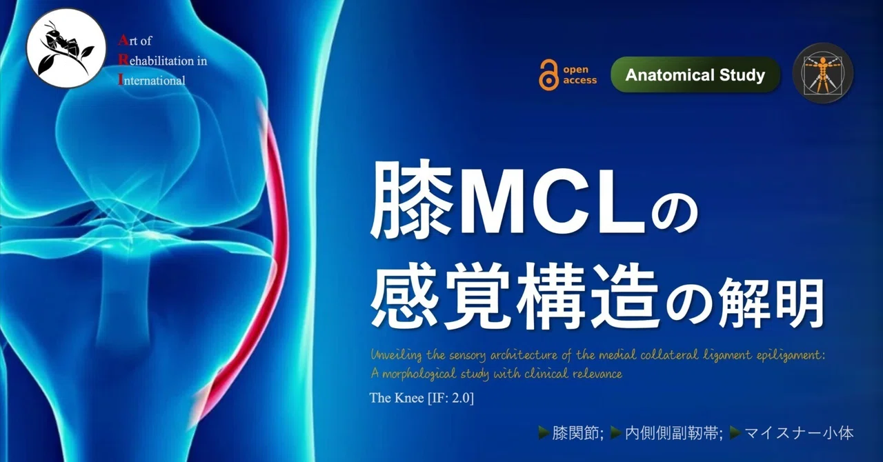 膝MCLの感覚構造の解明｜Super Human | 理学療法士／保健学博士 Ph.D.