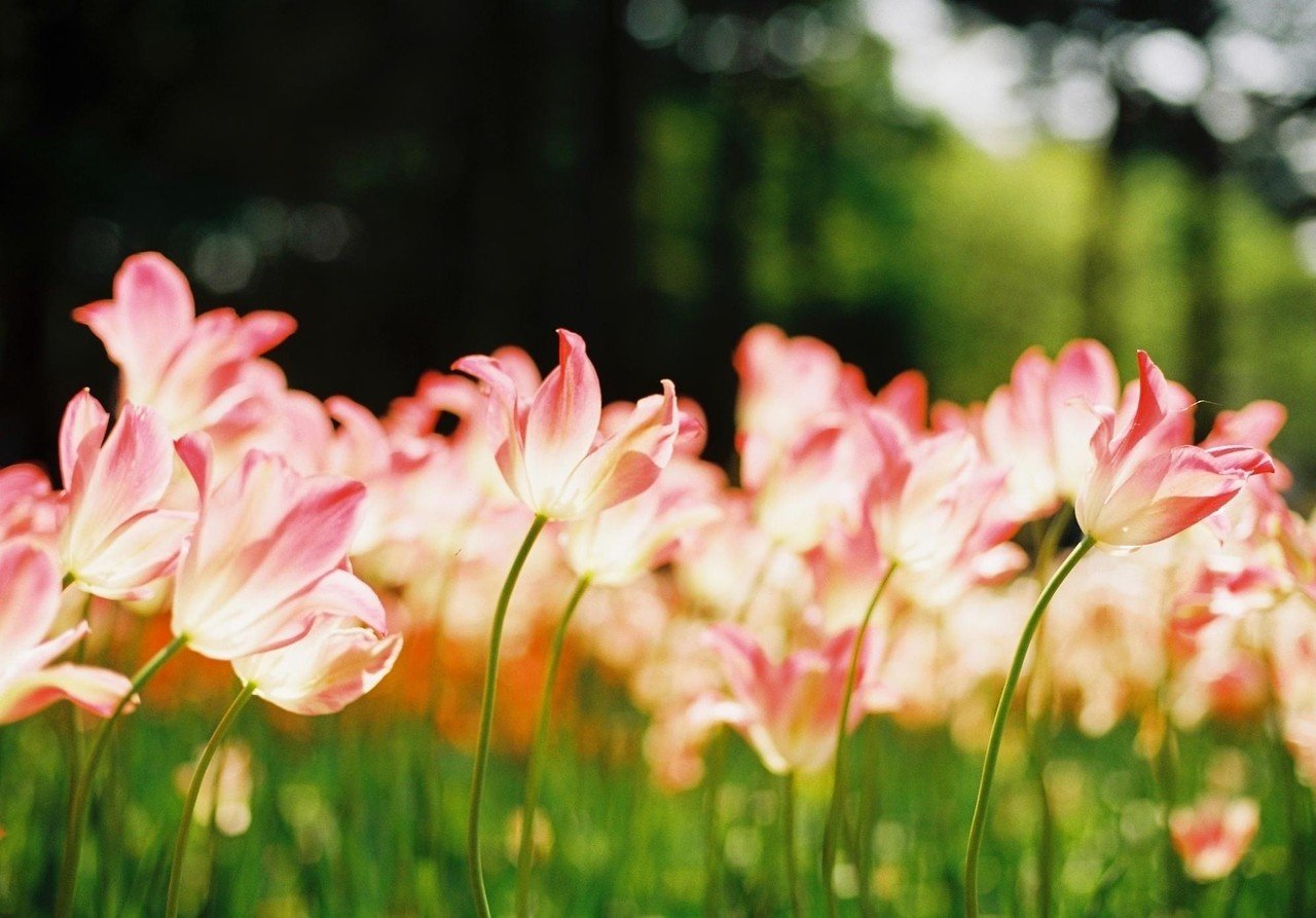 turip for you🌷｜Oli SAORI