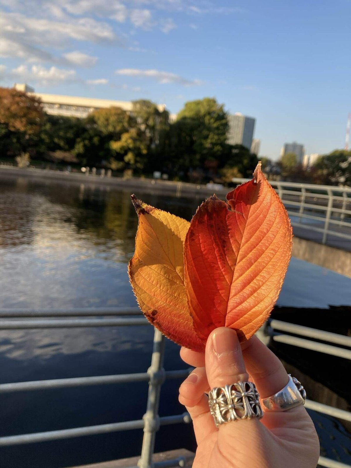 秋とミューラルとセレンディピティ｜Ryo