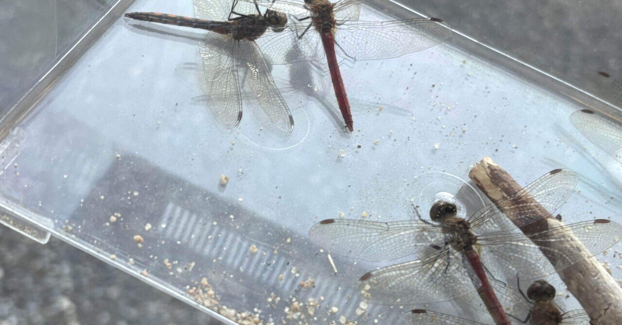 まだ終わってなかった｜haco